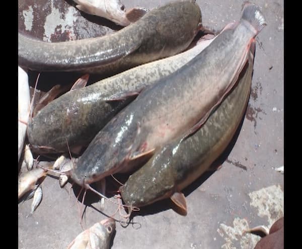 Magur Fish: Latest News, Photos and Videos on Magur Fish - ABP Majha