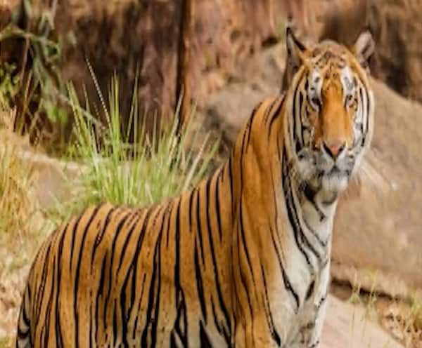 Tiger Infected By Corona | अमेरिकेत न्यूयॉर्कच्या प्राणीसंग्रहालयातील ...