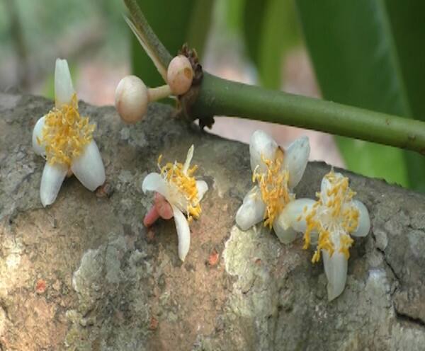 Coronavirus Covid 19 Pandemic Affects Flower Farms Surangi Flowers In ...