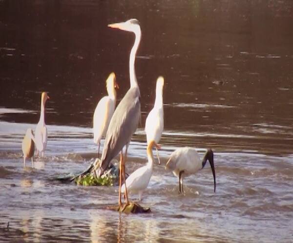 Various Birds Seen In Mutha River Pune Deccan Special Report | Pune ...