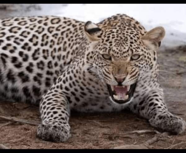 Haldwani - Cannibal Guldar Has No Clue Yet | हल्द्वानी- नरभक्षी गुलदार ...